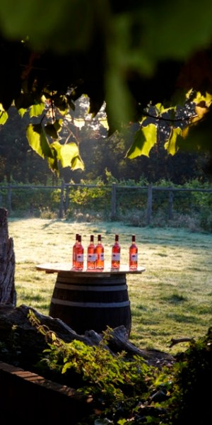 Our Wines - Oaken Grove Vineyard